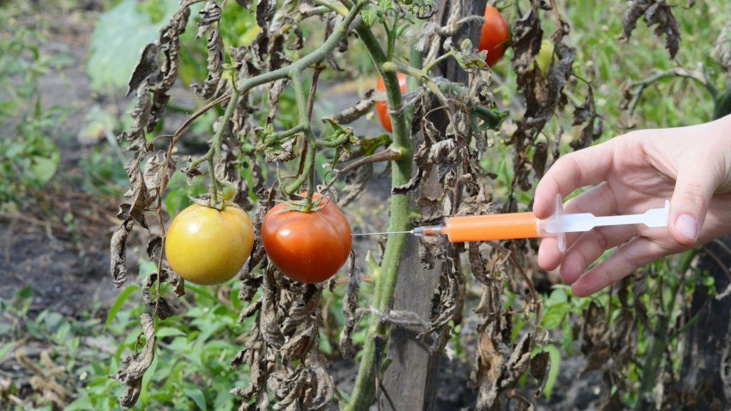 What is BioEngineering - The Ingredient Guru, Mira Dessy